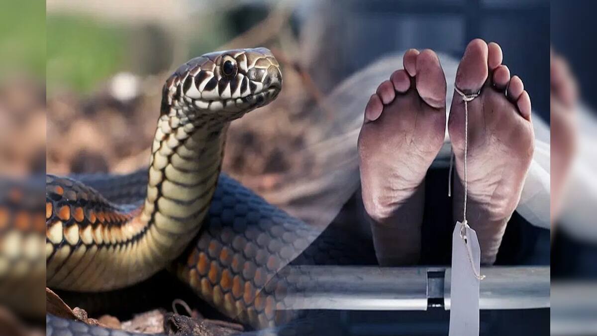 Snake Bite Death: হাসপাতালে চিকিৎসারত অবস্থায় সাপে কাটা কিশোরের মৃত্যু ...