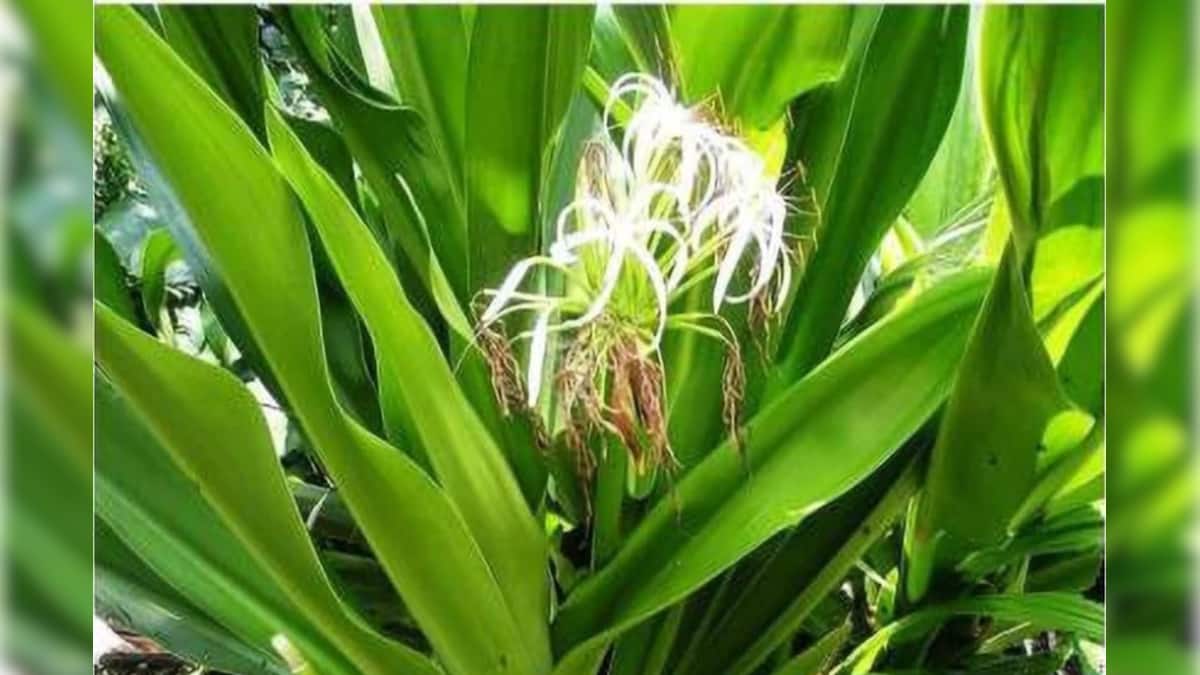 Ayurvedic Leaf: এই সাদা ফুলের গাছ অলৌকিক! চর্মরোগ, ব্যথা, জ্বর ও ...