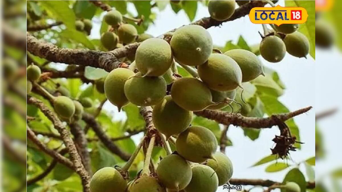 Calcium In Fruits: বুনো ফল, তারওপর আবার নেশার জিনিস, নাক সিঁটকোন, হাড় ...