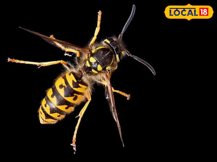 Death Bite of Bhimrul: আমাদের চারপাশে ঘুরে বেড়ানো প্রাণীদের মধ্য ...