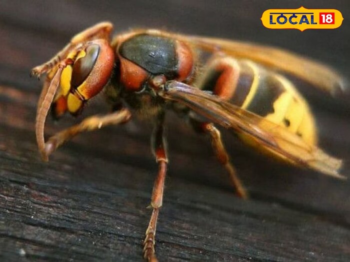 Death Bite of Bhimrul: আমাদের চারপাশে ঘুরে বেড়ানো প্রাণীদের মধ্য ...