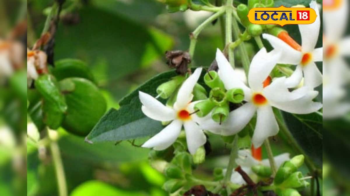 Shiuli flowers: বাতের ব‍্যথা থেকে কফ, কাশি, বহু সমস‍্যার সমাধান শিউলি পাতা! সঠিক নিয়ম মেনে ...