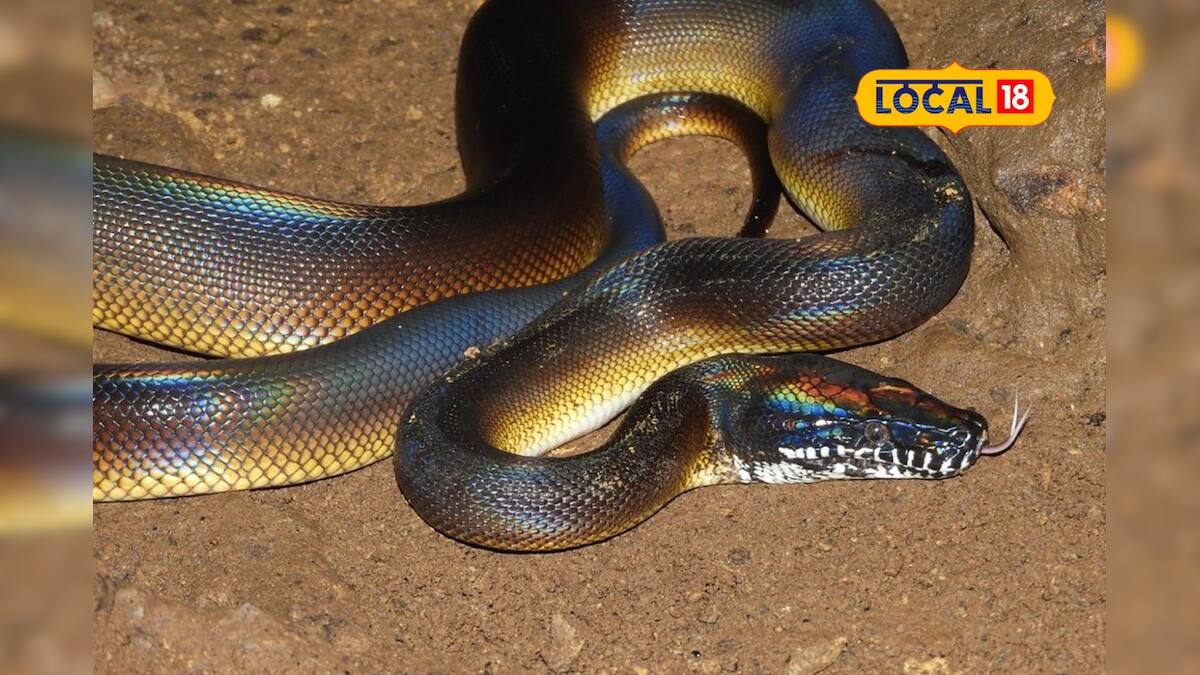 white leap python rescue in baidyabati hooghly হুগলিতে বিরল প্রজাতির ...