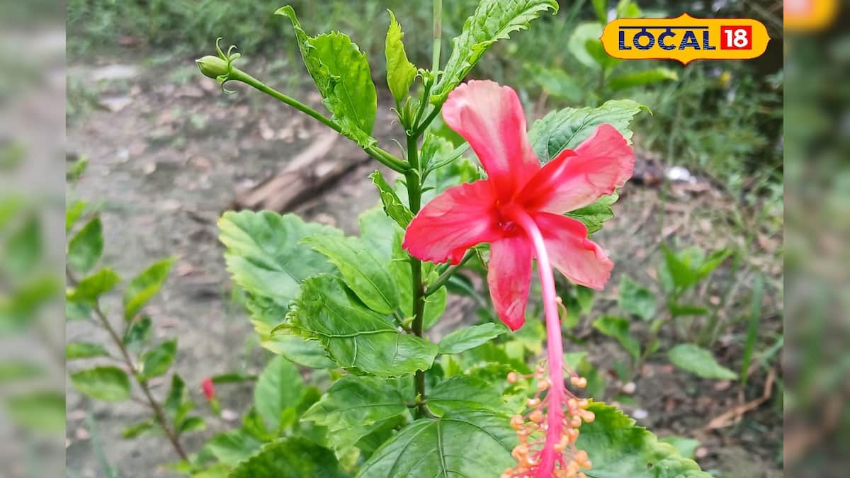 Jaba Phul: নিম্নচাপের জেরে চরম অশনি, ফুল চাষিদের মাথায় হাত, মা কালীর ...