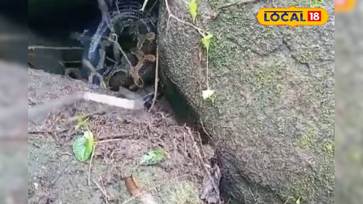 indian rock Python rescue in jalpaiguri, জলপাইগুড়িতে ইন্ডিয়ান রক পাইথন উদ্ধার - News18 বাংলা