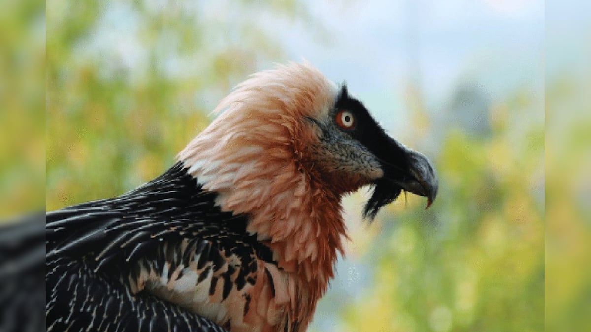 General Knowledge Story: পৃথিবীর একমাত্র পাখি, যেটির ডানা নেই! কোন পাখি ...