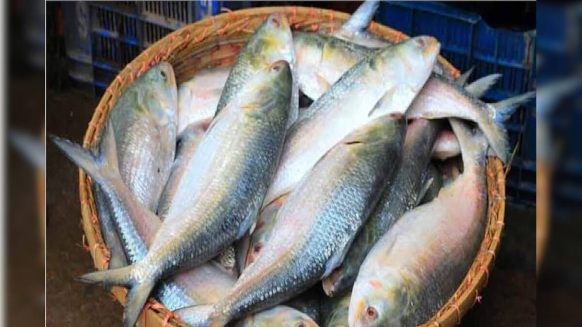 Hilsa or ilish Mach: এবার পুজো হবে ইলিশময়! এ পারের বাঙালির পাতে পড়বে ...