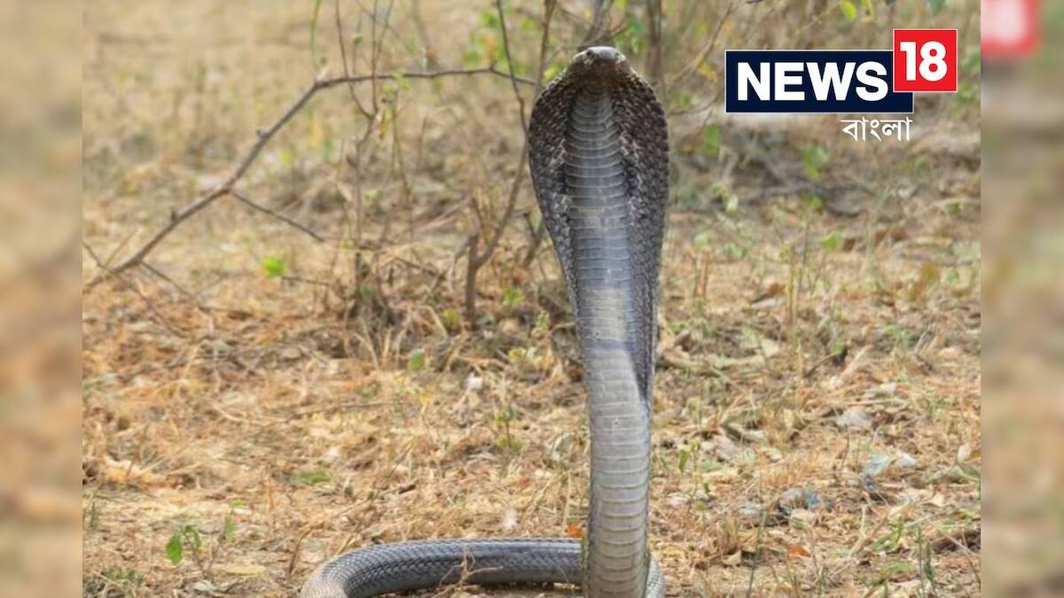 Uttar Pradesh Snake News: স্কুলের রান্নাঘরে ঘাপটি মেরে বসেছিল ভয়ঙ্কর ...