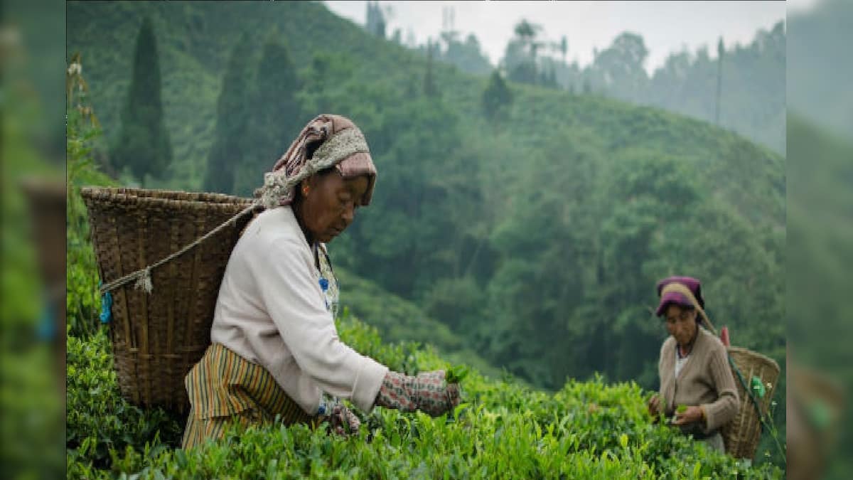 Tea Garden Dooars ডুয়ার্সের চা বাগান নিয়ে আপনি কিছু জানেন ...