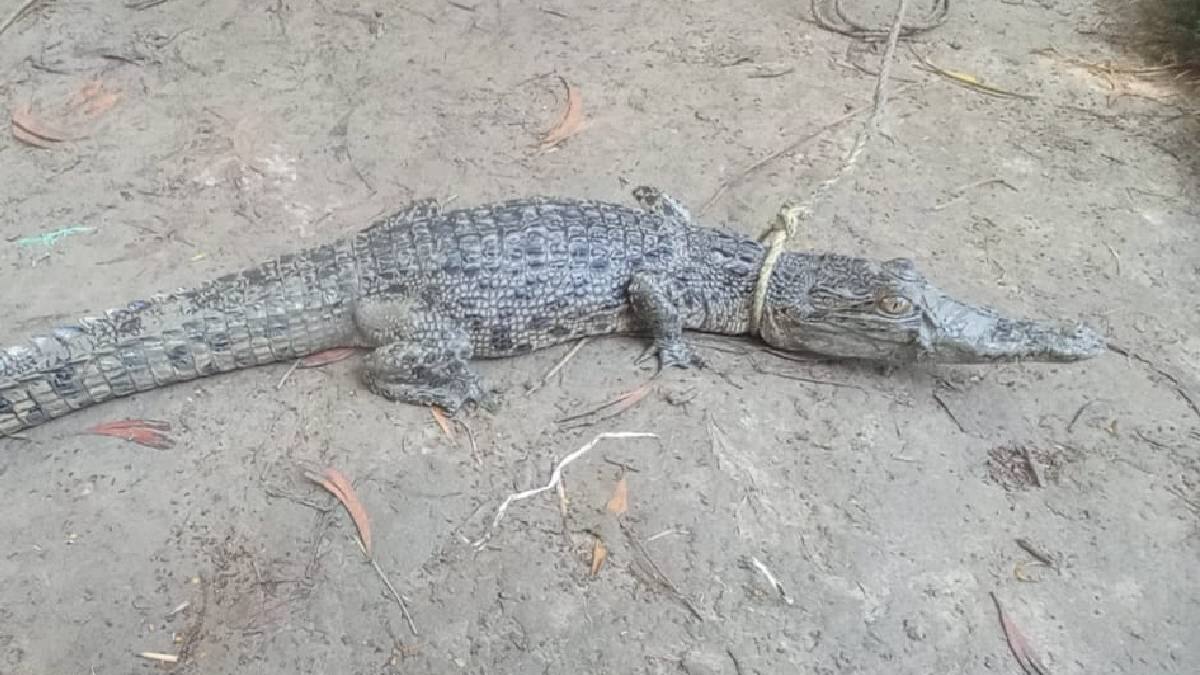 Viral news Crocodile trapped in fishermens net they got scared জাল ...