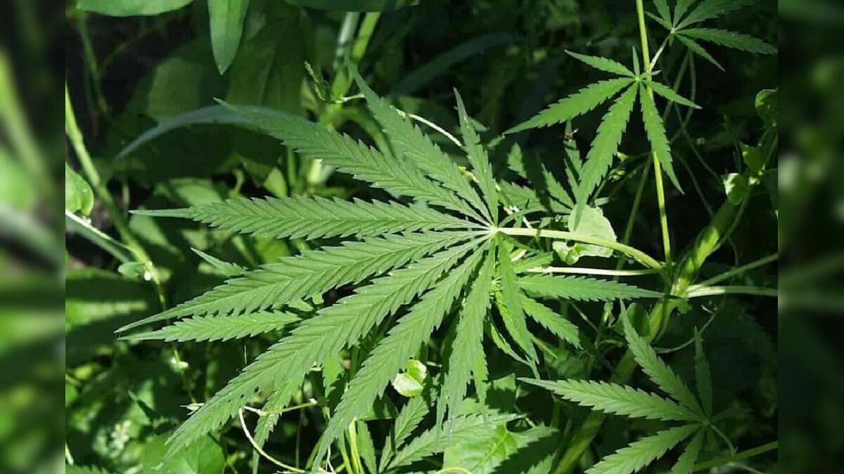 Marijuana farming will be legally start in Himachal Pradesh, গাঁজা চাষ ...