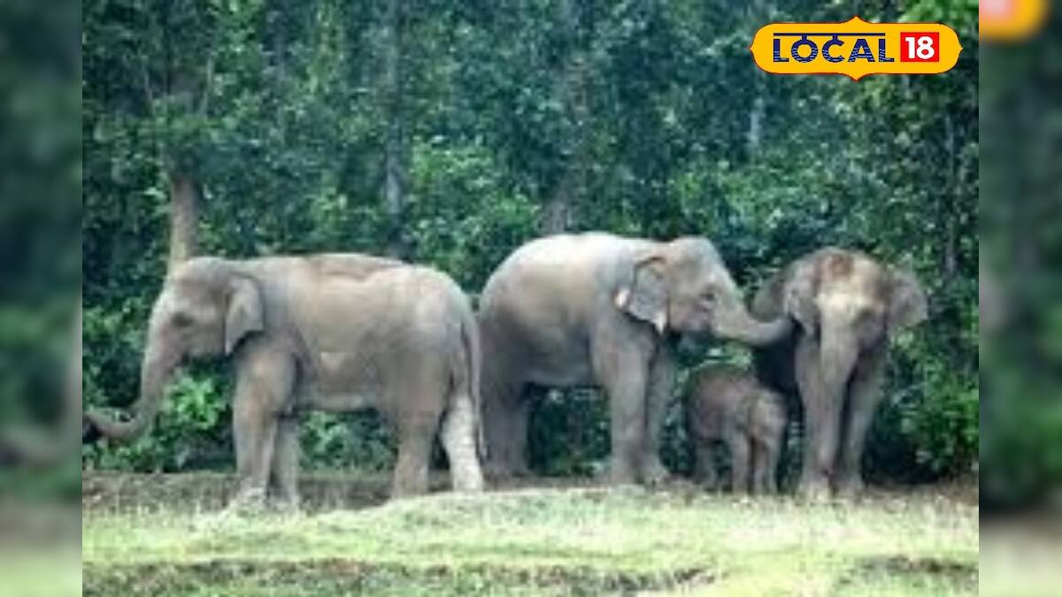 elephant rampage at dooars damaged crops| ফের দাঁতালের তাণ্ডবে ফসল নষ্ট ...