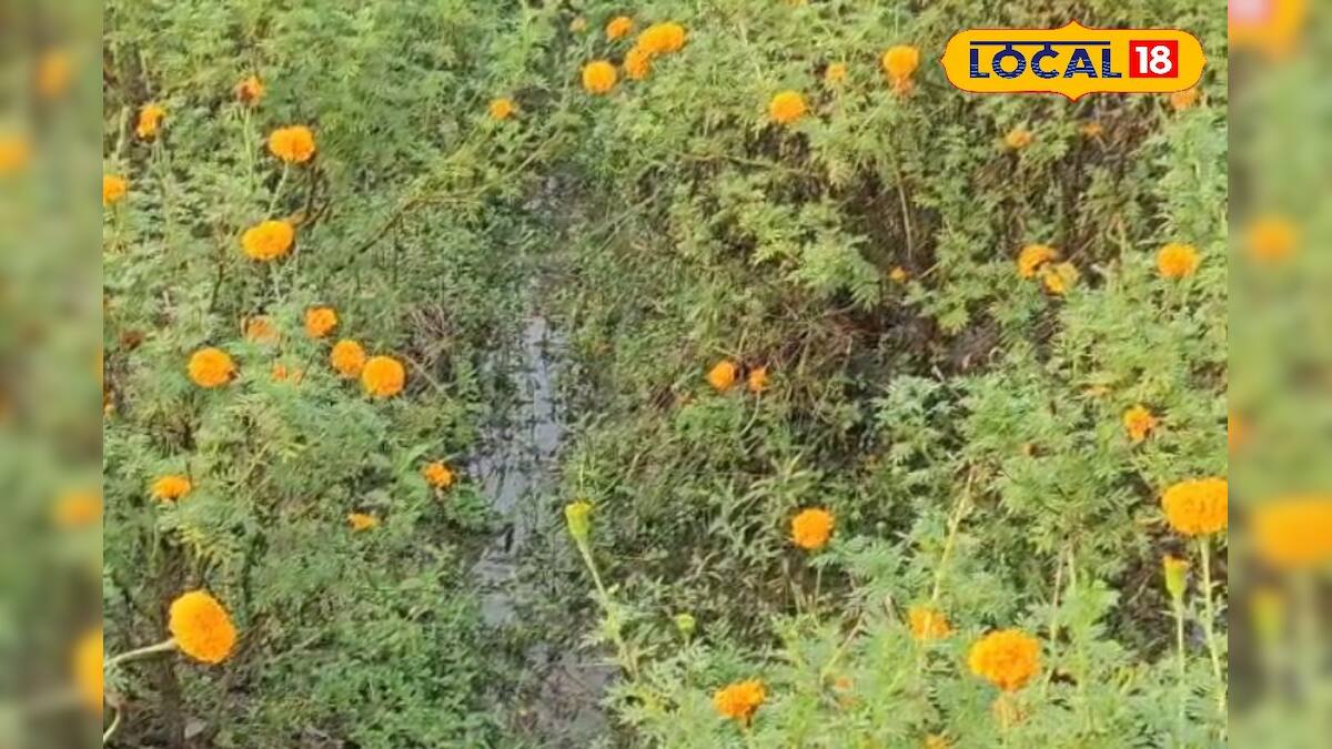 North 24 Parganas News: ঘূর্ণিঝড় দানার কোপ! পচে ‌যাচ্ছে গাছের গোড়া ...