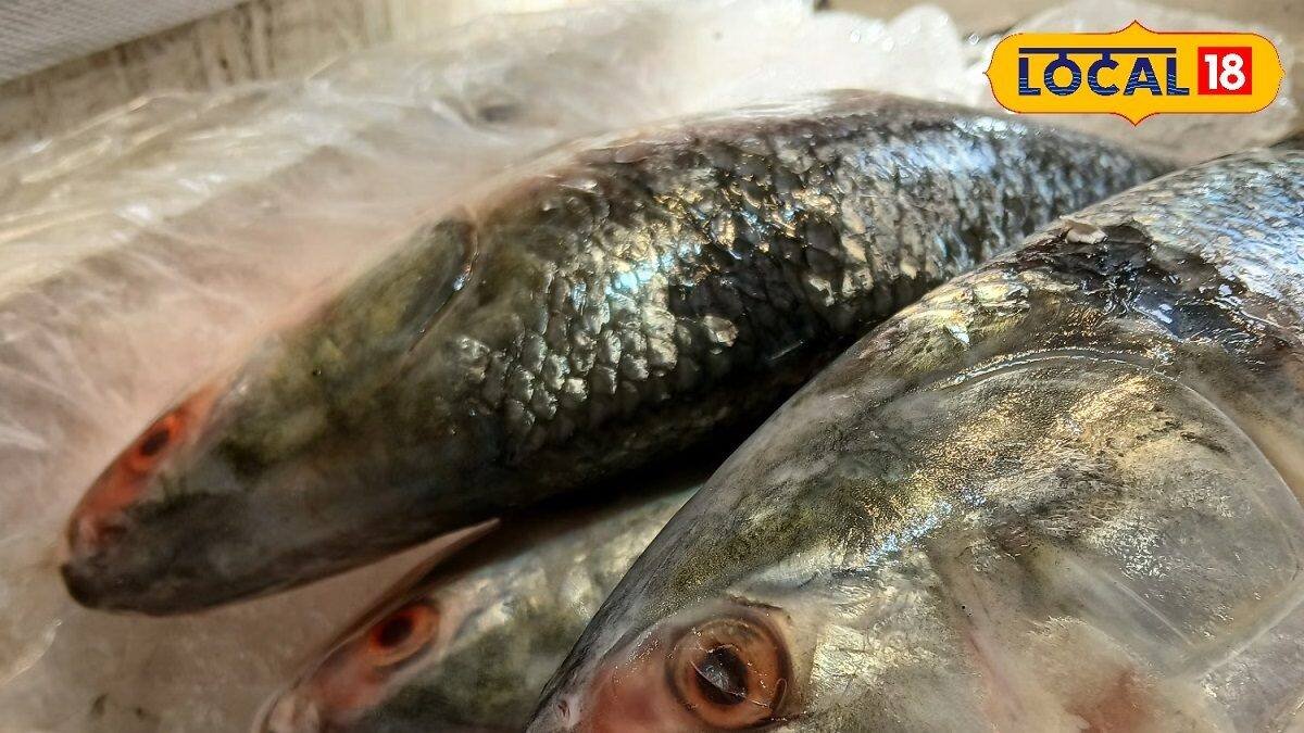 Ilish Machh | টাটকা ইলিশ খেতে চান? হাতে সময় নেই, বাজার থেকে আজই কিনুন ...