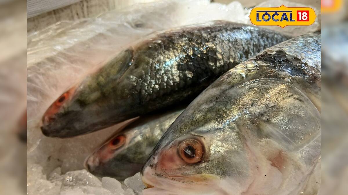 Ilish Machh | টাটকা ইলিশ খেতে চান? হাতে সময় নেই, বাজার থেকে আজই কিনুন ...