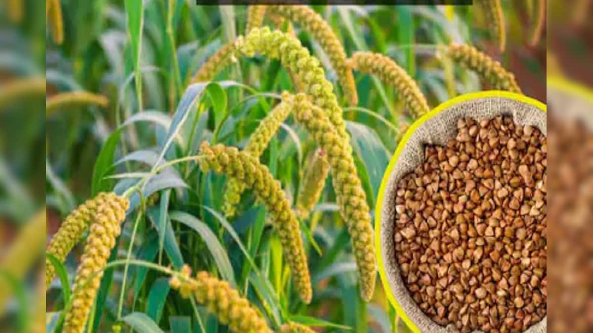 Kuttu Ka Atta Kya Hai: ‘কুট্টু কা আটা’ খেয়ে অসুস্থ শতাধিক ! কিন্তু ...