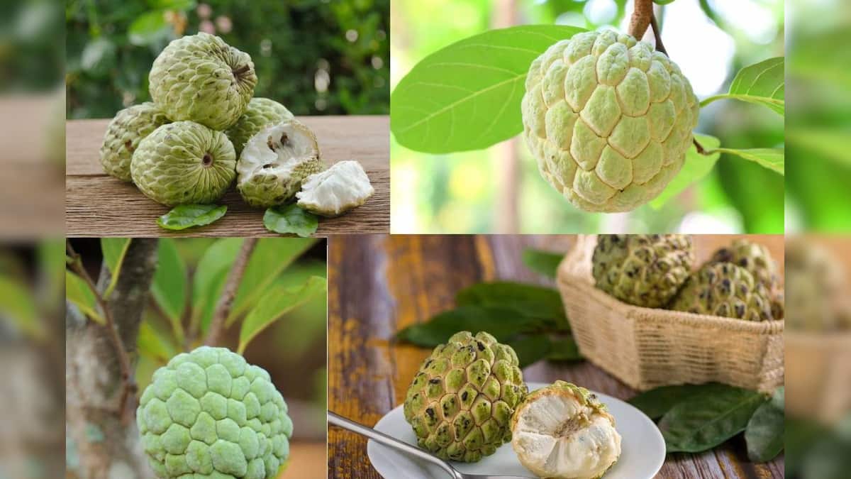 Custard Apple or Aata Health Benefits: বেদানা মুসম্বি বাদ দিন! কামড় ...