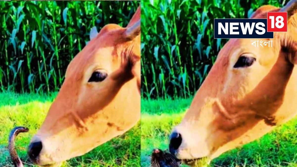 Viral News cow licks king kobra: ফনা তুলে বসেছিল কোবরা, ভালোবাসার চোটে ...