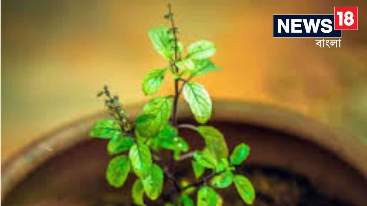 Vastu Tips Tulsi Root Vastu tips: বাধা সমস্যায় অতিষ্ঠ হয়ে উঠেছে জীবন ...