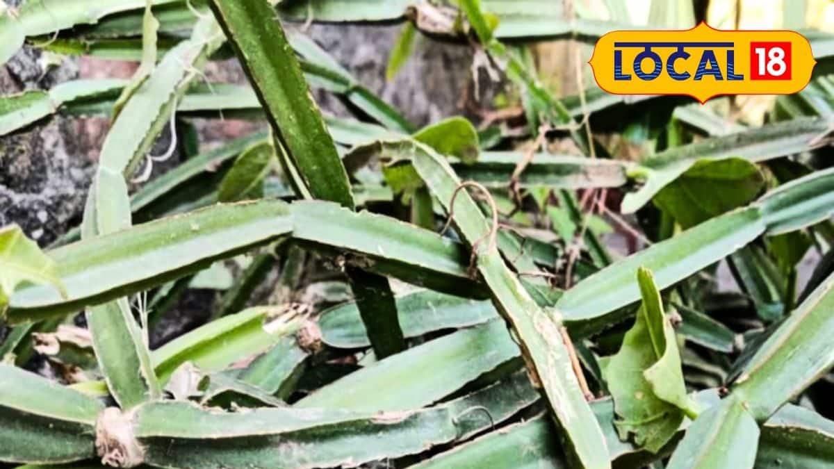 Healthy Benefits of Harjora plant hadjod plant: দেখতে ছোট এই পাতার গুণ ...