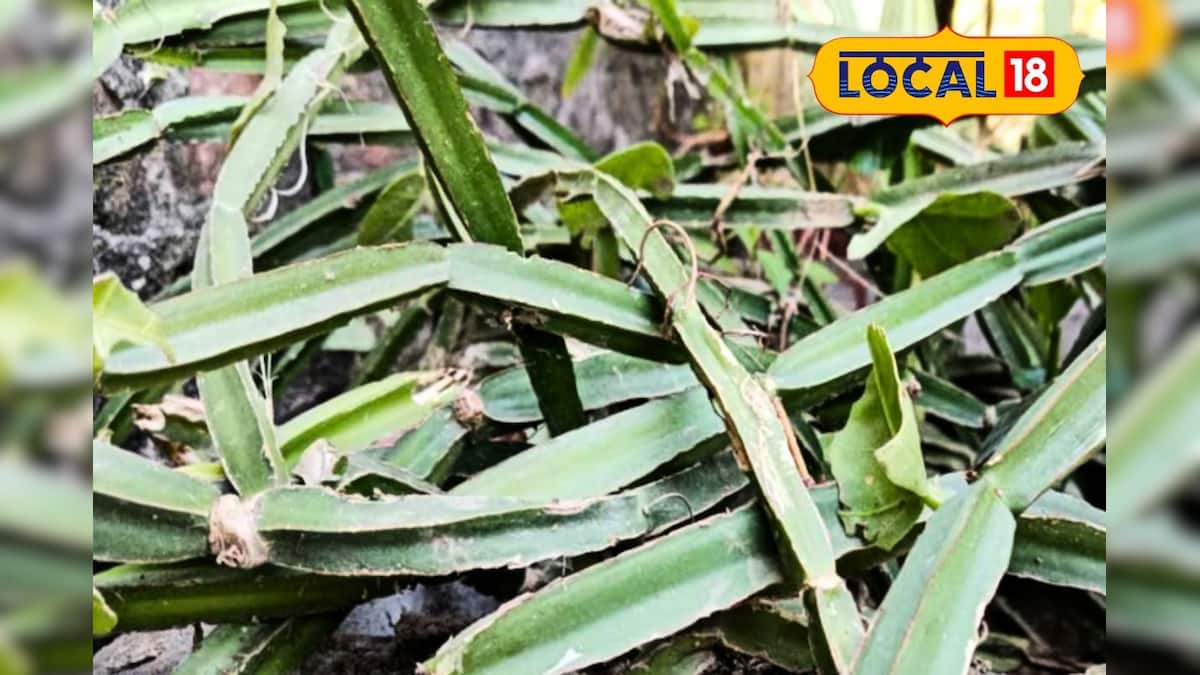 Healthy Benefits of Harjora plant hadjod plant: দেখতে ছোট এই পাতার গুণ ...