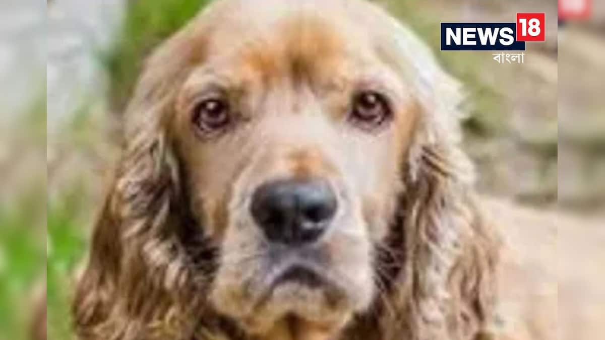 Dog Death: পেট বোর্ডিং সেন্টারের অবহেলায় পোষা কুকুরের মৃত্যু, মালিকের ...