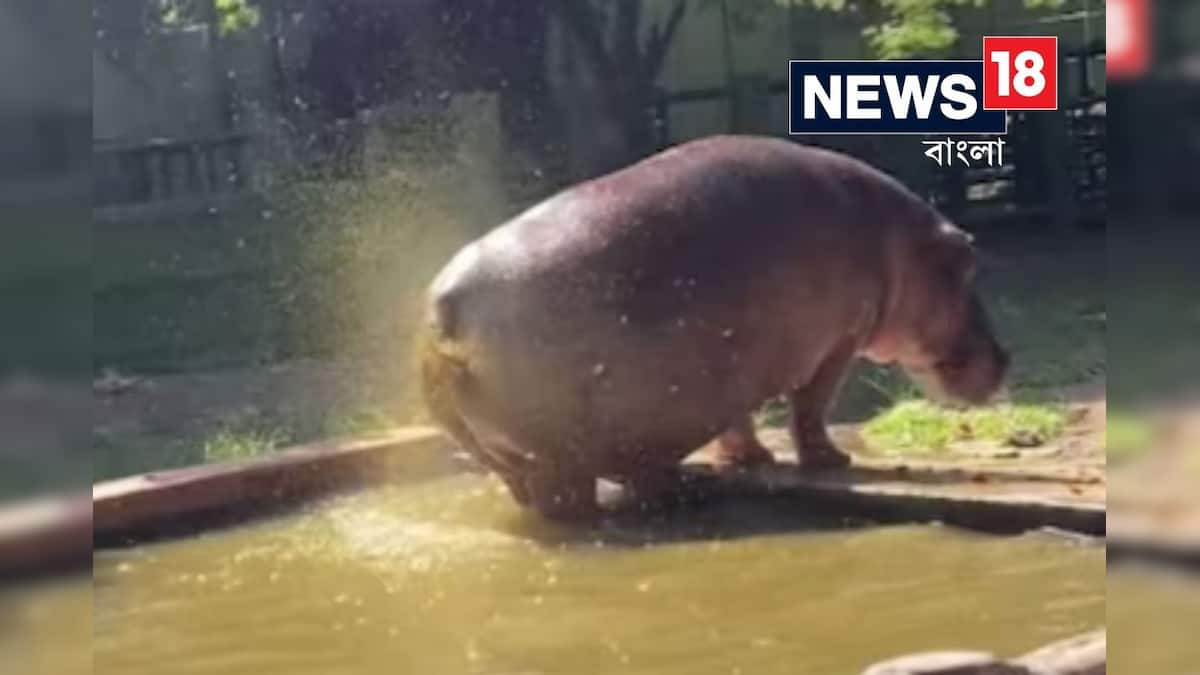 Hippo throws potty: চিড়িয়াখানায় দর্শকদের দিকে পটি ছুঁড়ে মারল ...