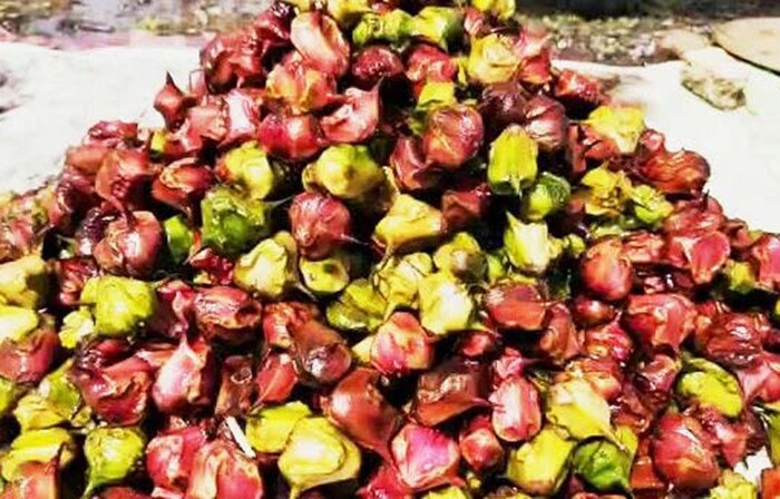 Paniphal or Water Chestnut Benefits: আপেল কমলালেবু আঙুরকে দশ গোল ...