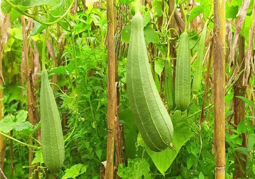 What is the English name of Jhinge Vegetable: ঝিঙের ইংরেজি কী? বলুন তো ...