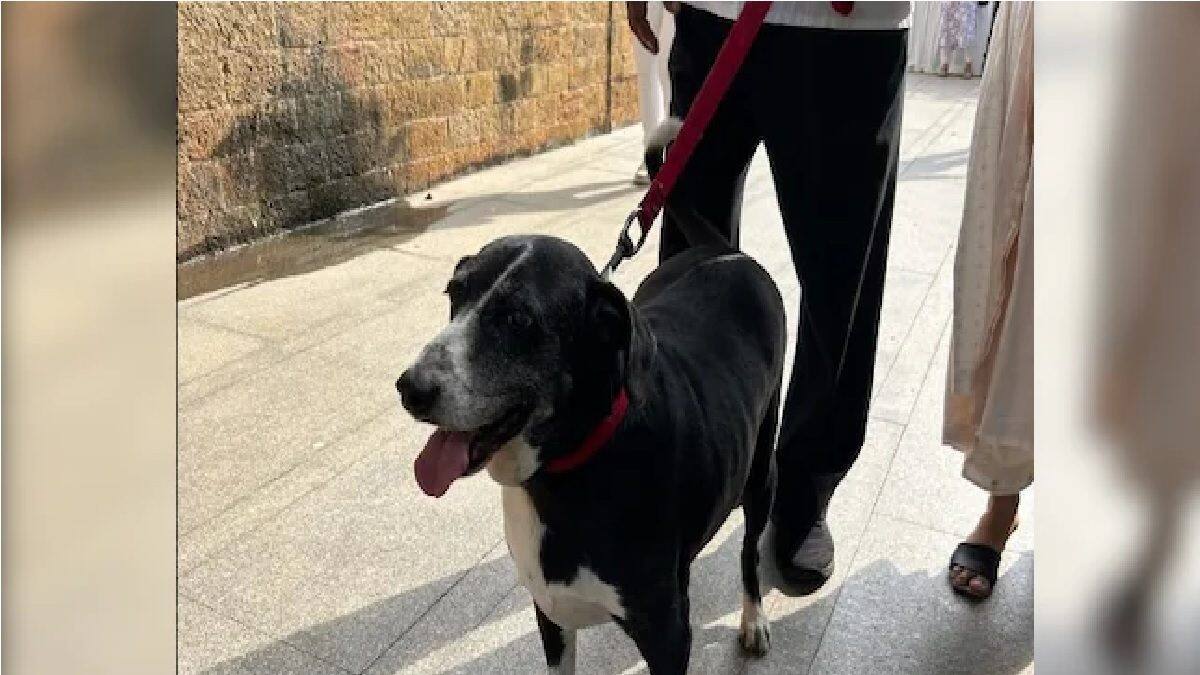 Ratan Tata Pet Dog Goa: না প্রিয় ওই গলা আর তাকে গোয়া বলে ডাকবে না ...