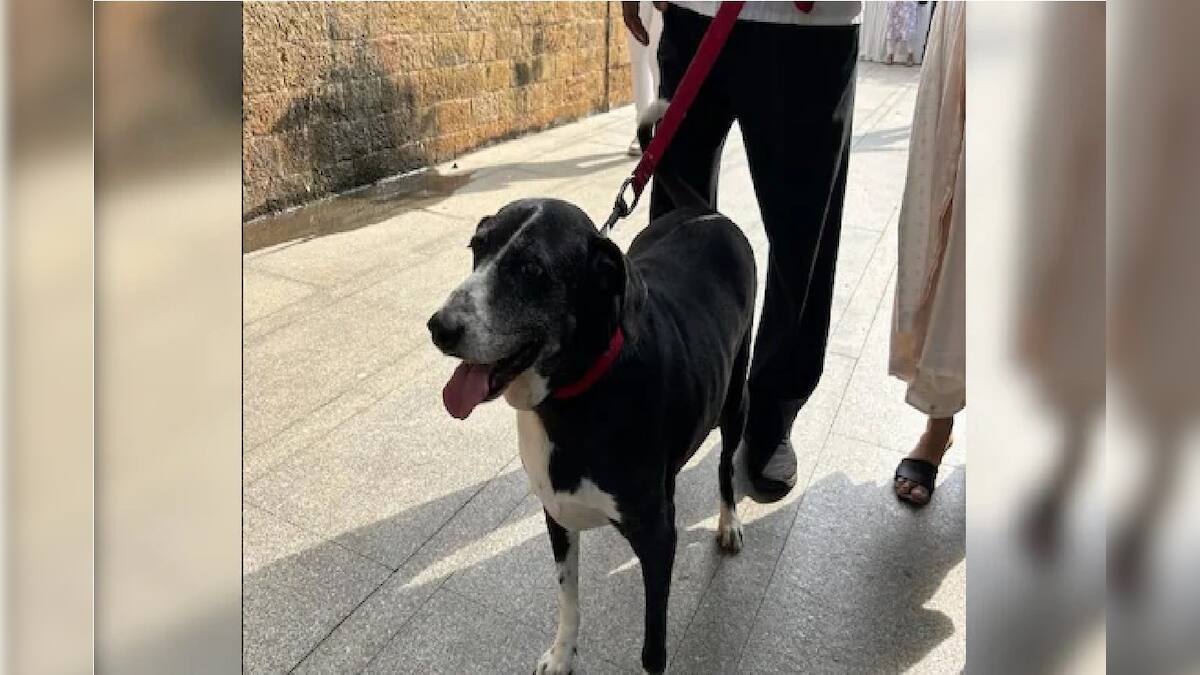 Ratan Tata Pet Dog Goa: না প্রিয় ওই গলা আর তাকে গোয়া বলে ডাকবে না ...