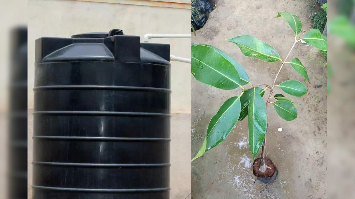 jamun tree for water tank clean, বাড়ির জলের ট্যাঙ্কে ফেলে রাখুন জাম ...