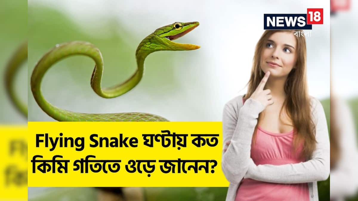 Flying Snake: সাপ ঘণ্টায় কত কিমি উড়তে পারে জানেন, আর ওড়েই বা কীভাবে জানেন কি | gk at what ...