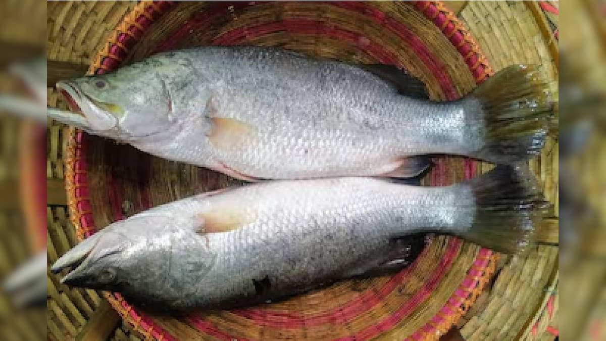 Bhola Bhetki Fish: ভোলা ভেটকি খেলেই জব্দ ডায়াবেটিস, কোলেস্টেরল ...