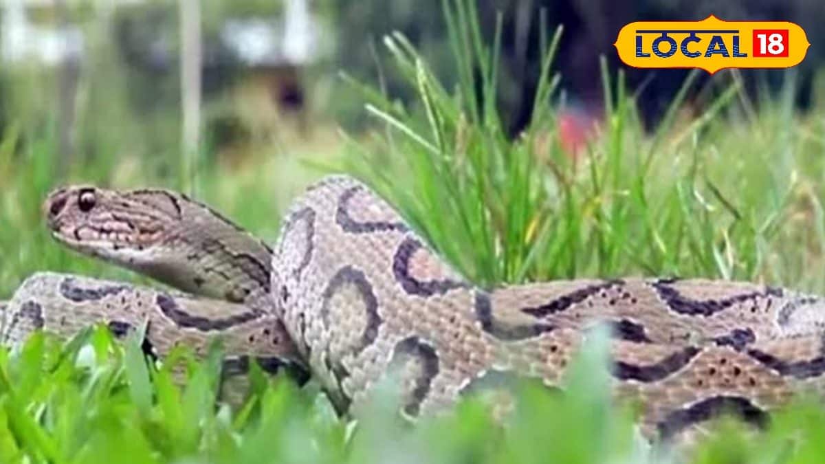 Snake Bite Remedy: শীতের সাপ কোনগুলো জানেন তো? খুব সাবধান! সর্প ...