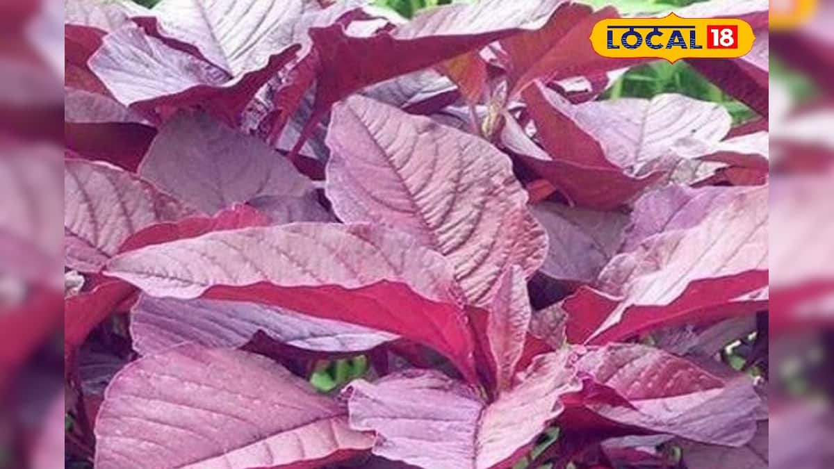 Lal Shak: ক্যানসার, ডায়াবেটিস সহ বহু জটিল রোগের ওষুধ সস্তার এই শাক ...