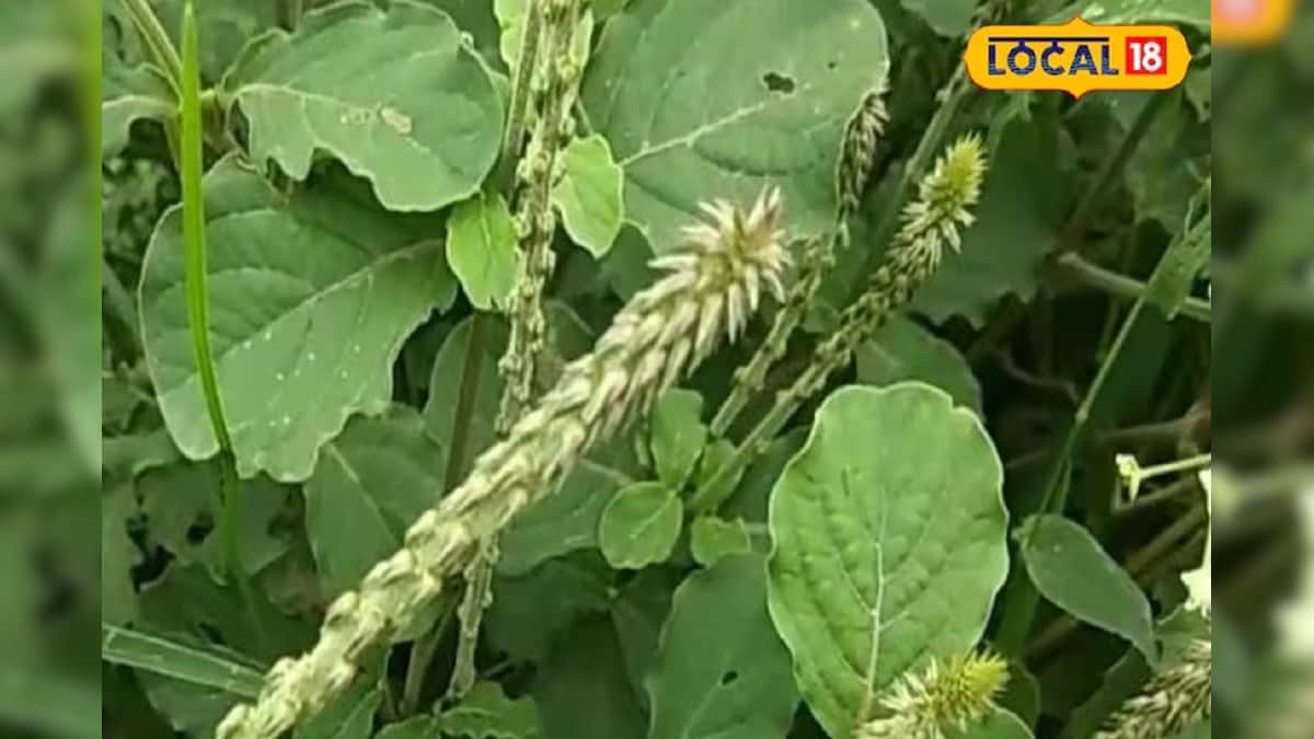 Chirchita Root Benefits: সর্দি-কাশি থেকে মূত্রনালীর রোগ সারবে এক নিমেষে ...