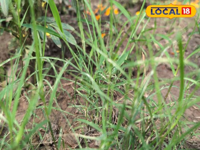 Health benefits of Durva grass: বাড়ির দুয়ারেই পাবেন চরম অবহেলার এই ...