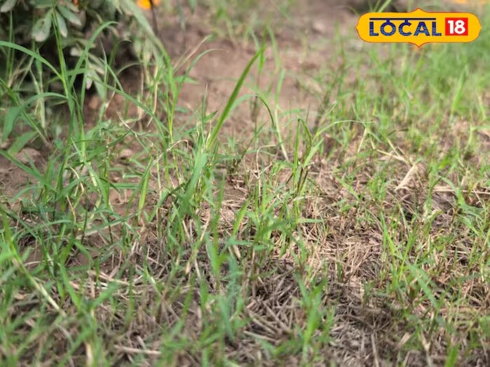 Health benefits of Durva grass: বাড়ির দুয়ারেই পাবেন চরম অবহেলার এই ...