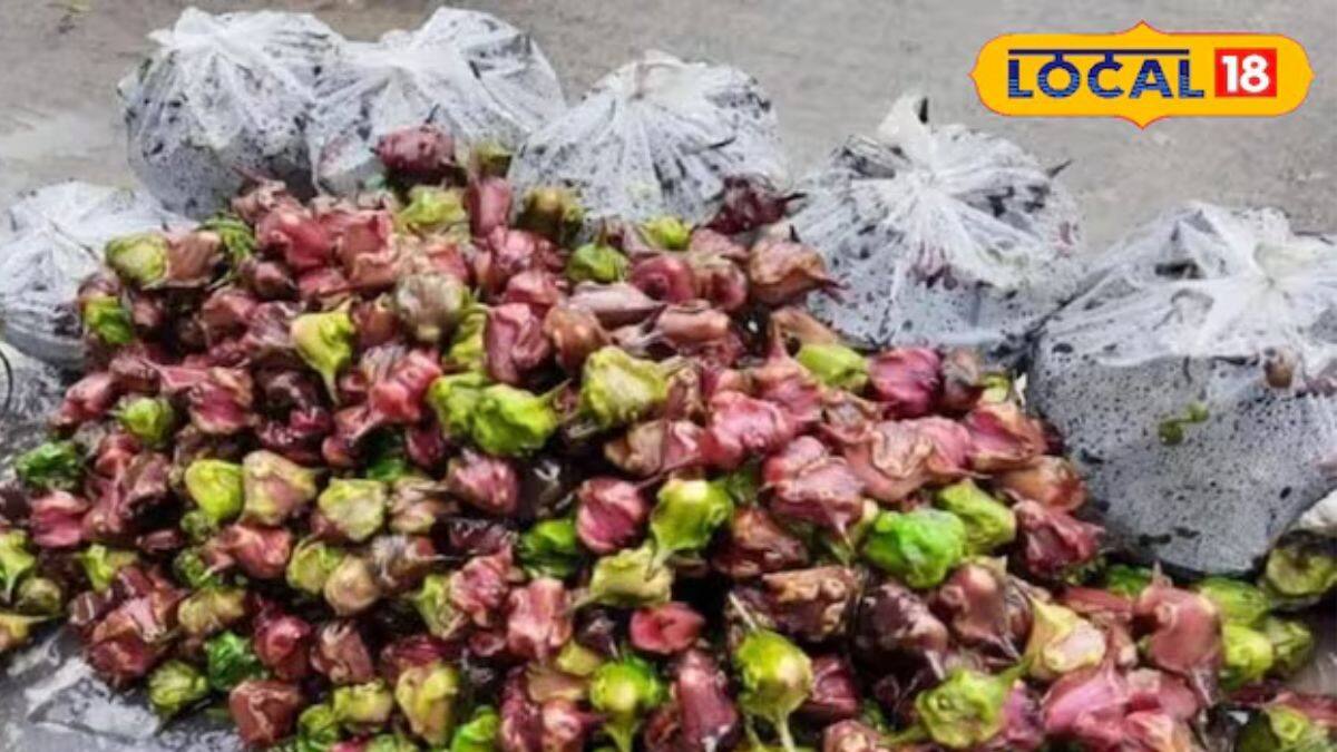 Healthy Benefits of Panifal: কাঁটা যুক্ত এই ফলের খোঁচায় বাগে থাকবে ...