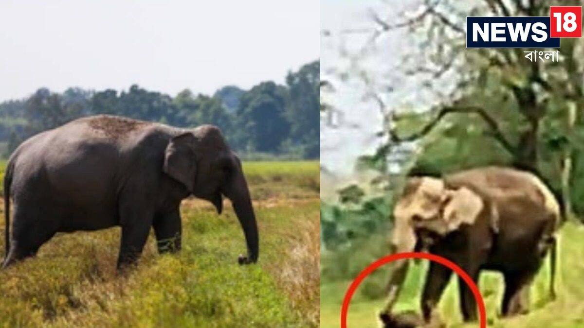 Elephant Attack চোখের সামনে মৃত্যু শাবকের, দেহ শুঁড়ে তুলে বাঁচানোর ...