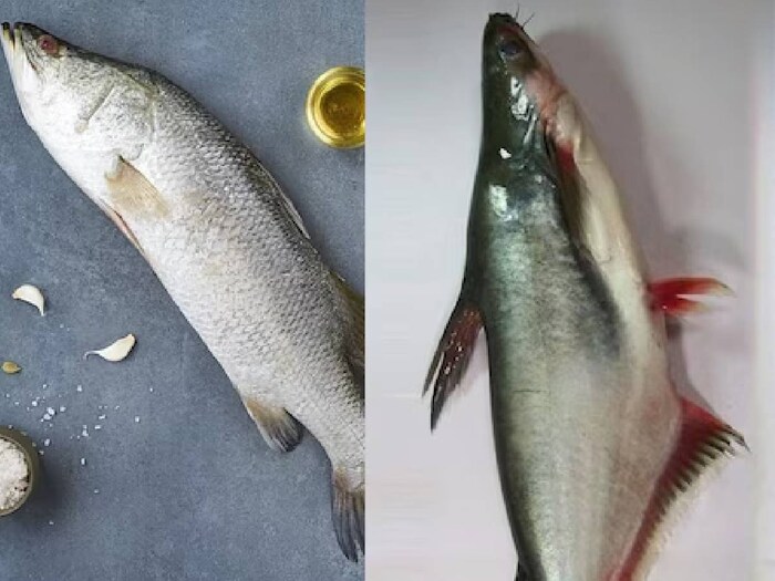 Bhetki Fish Basa Fish কাঁড়ি কাঁড়ি টাকা দিয়ে ‘ভেটকির বদলি’ বাসা মাছ ...