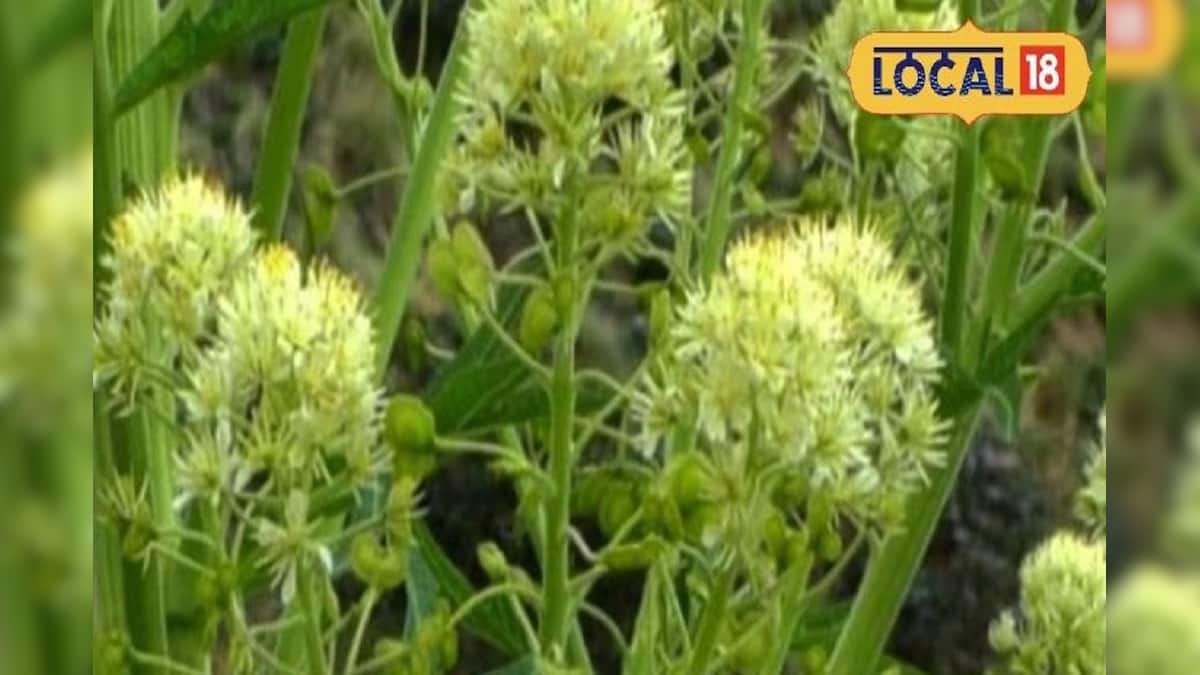 জ্বর থেকে নিউমোনিয়া এমনকী হাঁপানিও সারবে নিমেষে, এই গাছটির চমৎকার গুণ ...