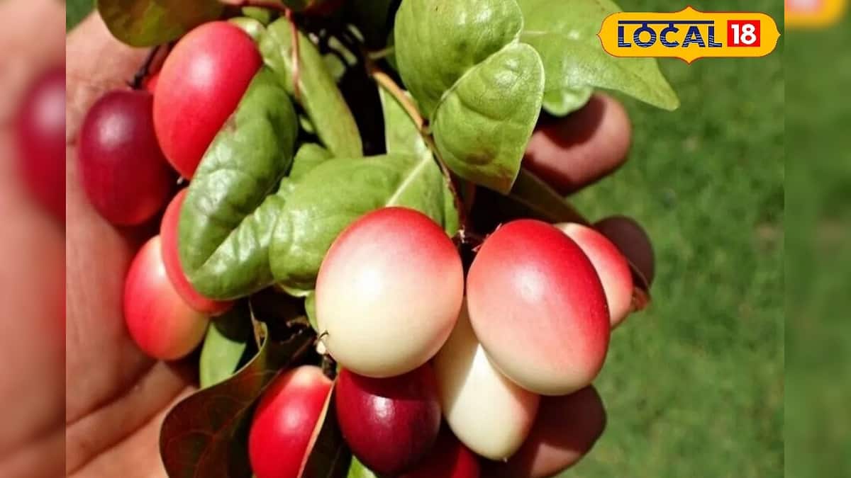 Karamcha Health Benefits: কিডনি, লিভার, হৃদ-রোগে ভুগছেন? চেনা, সস্তার ...