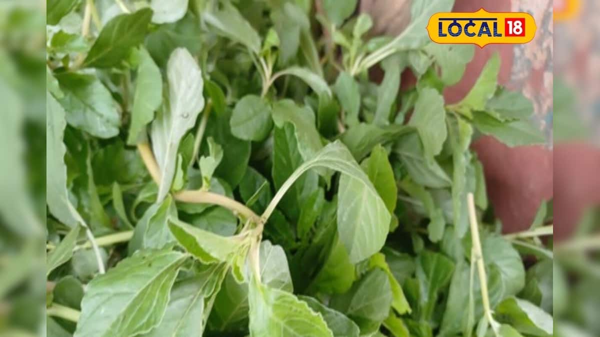 Health Benefits of Note Saag: ডায়াবেটিস, কোলেস্টেরল দূর করে! অবহেলায় ...