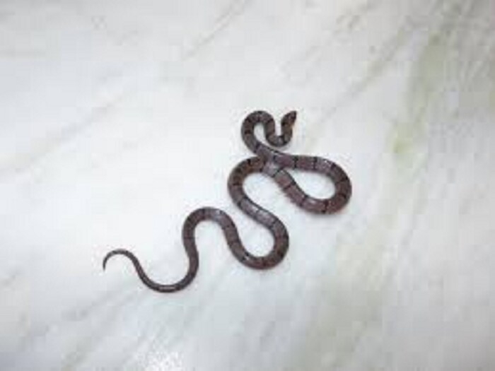 Snake সর্বনাশ! পশ্চিমবঙ্গে এই প্রথম এ কোন সাপ পাওয়া গেল! মাথায় হাত ...