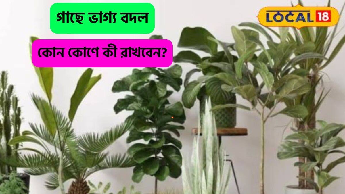 Indoor plants For Luck: মুঠো মুঠো অর্থ আসবে ঘরে, গাছ বয়ে আনবে সম্পত্তি ...