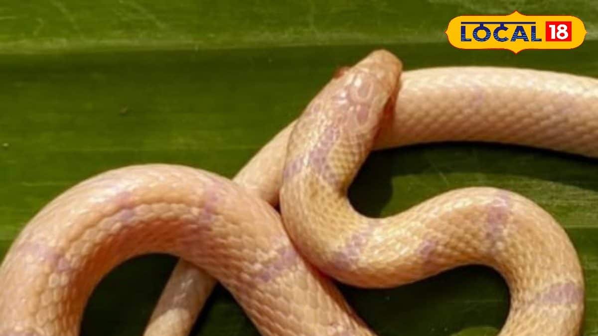 Unseen Snake in Bengal: বাপ রে বাপ, এই সাপও দেখা গেল বাংলায়, বিবর্ণ এই ...