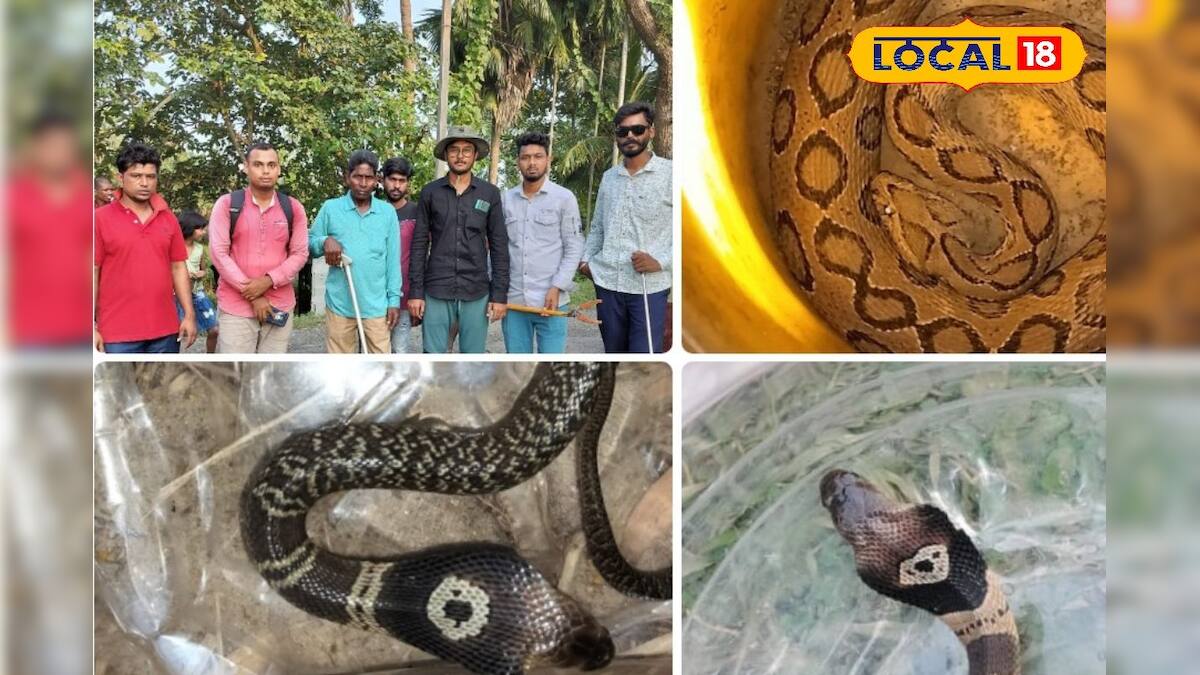 Rare Snake found in West Bengal হাওড়ায় এতদিন লুকিয়ে ছিল, ধরা পড়ল ...
