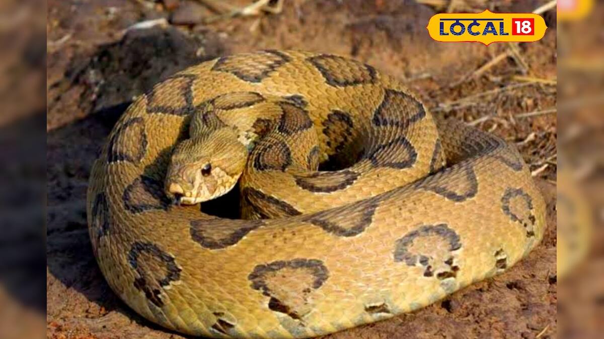 poisonous-snake-are seen-even-in-winter near Kolkata people afraid of ...
